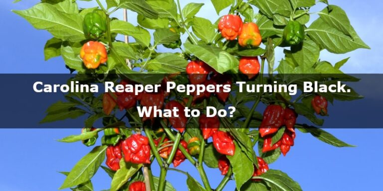 Carolina Reaper Peppers Turning Black. What to Do? - YardIsLife.com