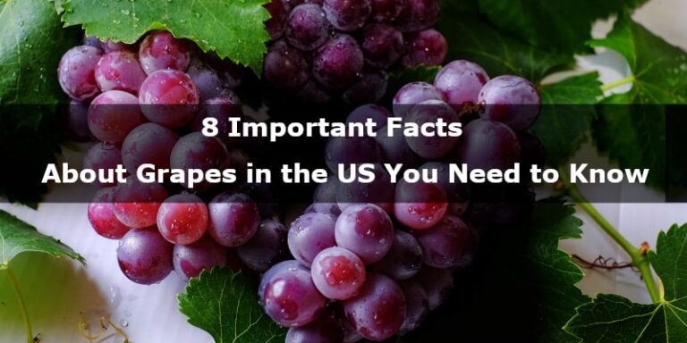 8 Important Facts About Grapes in the US You Need to Know – Yardislife.com