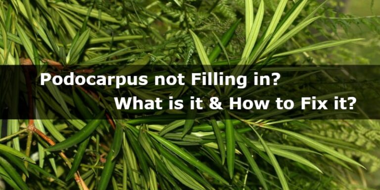 Podocarpus not Filling in? What is it & How to Fix it? - YardIsLife.com