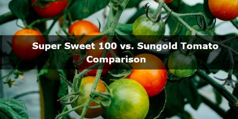 Super Sweet 100 vs. Sungold Tomato (Comparison) – Yardislife.com
