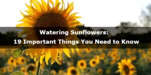 Watering Sunflowers: 19 Important Things You Need to Know - YardIsLife.com