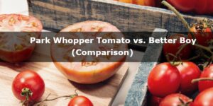 Park Whopper Tomato vs. Better Boy (Comparison) - YardIsLife.com