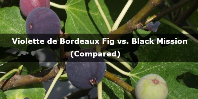 Violette de Bordeaux Fig vs. Black Mission (Compared) - YardIsLife.com