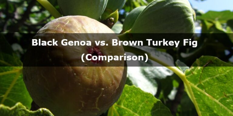Black Genoa vs. Brown Turkey Fig (Comparison) - YardIsLife.com