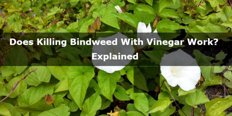 Does Killing Bindweed With Vinegar Work? Explained - YardIsLife.com