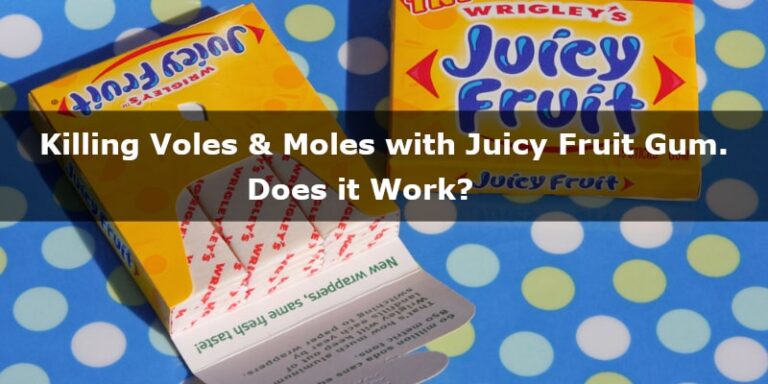Killing Voles & Moles with Juicy Fruit Gum. Does it Work? - YardIsLife.com