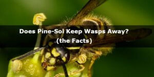 Does Pine-Sol Keep Wasps Away? (the Facts) - YardIsLife.com