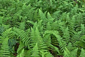 28 Tropical Plants That You Can Plant in Georgia – Yardislife.com