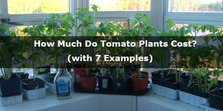 How Much Do Tomato Plants Cost? (with 7 Examples) - YardIsLife.com