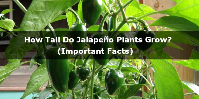 How Tall Do Jalapeño Plants Grow? (Important Facts) - YardIsLife.com