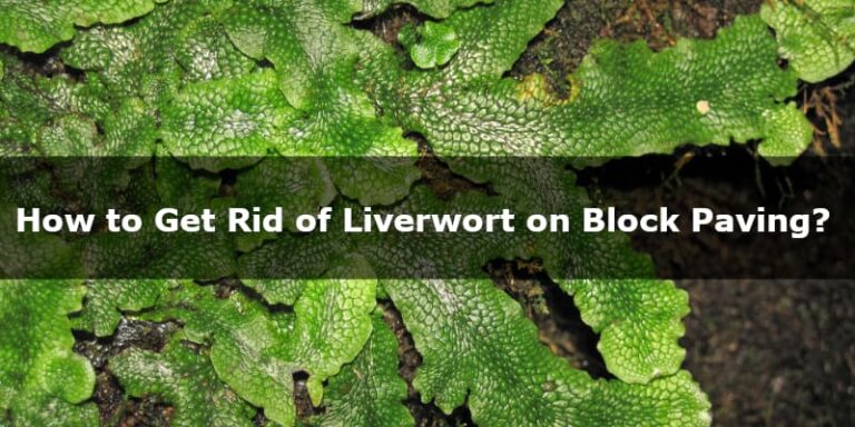 How to Get Rid of Liverwort on Block Paving? - YardIsLife.com