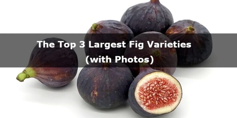 The Top 3 Largest Fig Varieties (with Photos) – YardIsLife.com