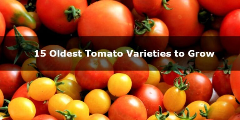 15 Oldest Tomato Varieties to Grow - YardIsLife.com