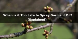When is it Too Late to Spray Dormant Oil? (Explained) - YardIsLife.com