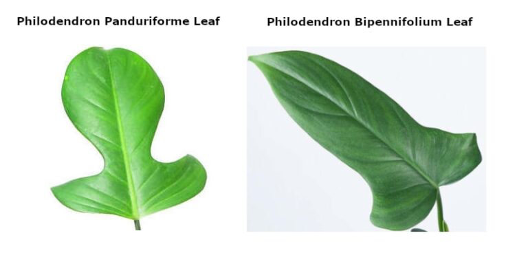 Philodendron Panduriforme vs. Bipennifolium: Comparison - YardIsLife.com
