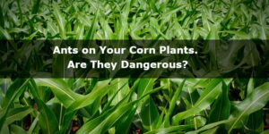 Ants on Your Corn Plants. Are They Dangerous? - YardIsLife.com