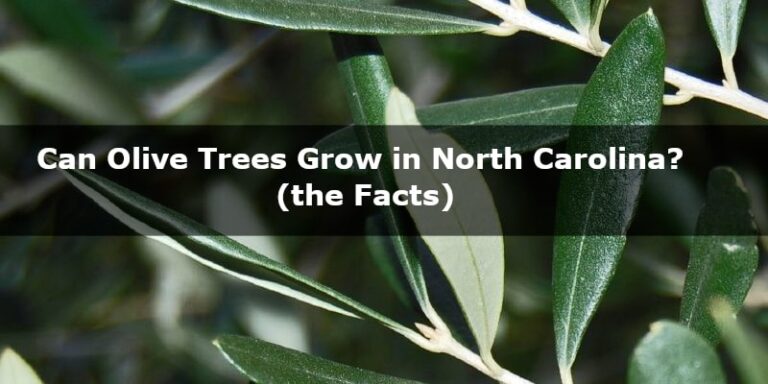 Can Olive Trees Grow in North Carolina? (the Facts) - YardIsLife.com
