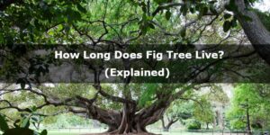 How Long Does Fig Tree Live? (Explained) - YardIsLife.com