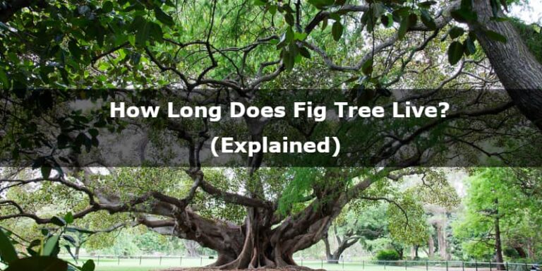 How Long Does Fig Tree Live? (Explained) - YardIsLife.com