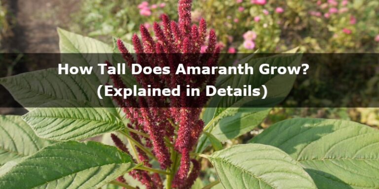 How Tall Does Amaranth Grow? (Explained in Details) - YardIsLife.com