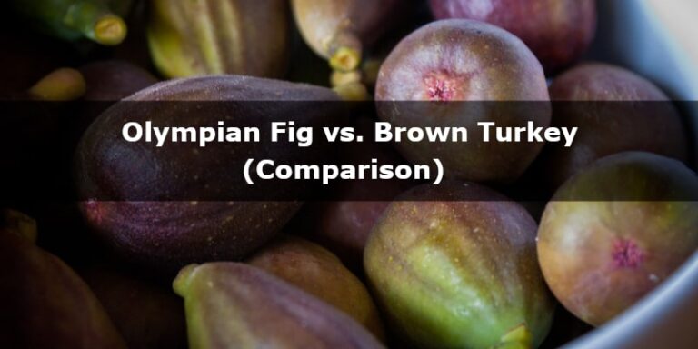 Olympian Fig vs. Brown Turkey (Comparison) - YardIsLife.com