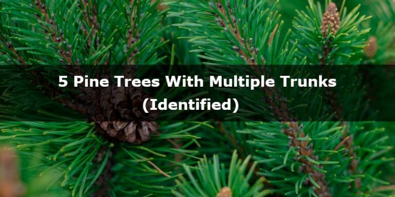 4 Pine Trees With Multiple Trunks (Identified) - YardIsLife.com