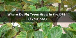 Where Do Fig Trees Grow in the US? (Explained) - YardIsLife.com