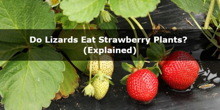 Do Lizards Eat Strawberry Plants? (Explained) - YardIsLife.com