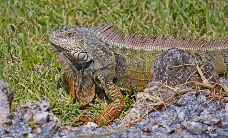 Do Lizards Eat Strawberry Plants? (Explained) - YardIsLife.com
