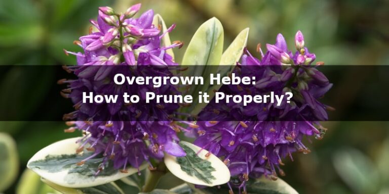 Overgrown Hebe: How to Prune it Properly? - YardIsLife.com