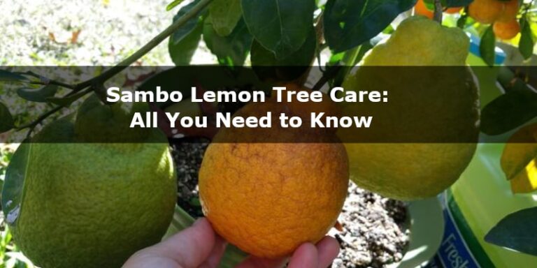 Sambo Lemon Tree Care: All You Need to Know – YardIsLife.com