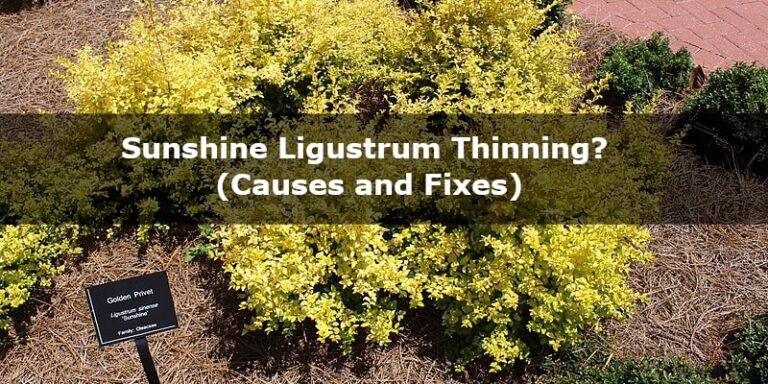 Sunshine Ligustrum Thinning? (Causes and Fixes) - YardIsLife.com