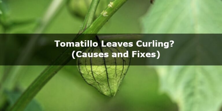 Tomatillo Leaves Curling? (Causes and Fixes) - YardIsLife.com