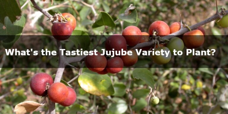 What's the Tastiest Jujube Variety to Plant? - YardIsLife.com