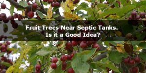 Fruit Trees Near Septic Tanks. Is it a Good Idea? - YardIsLife.com
