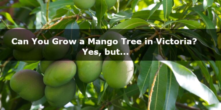 Can You Grow a Mango Tree in Victoria? Yes, but... - YardIsLife.com